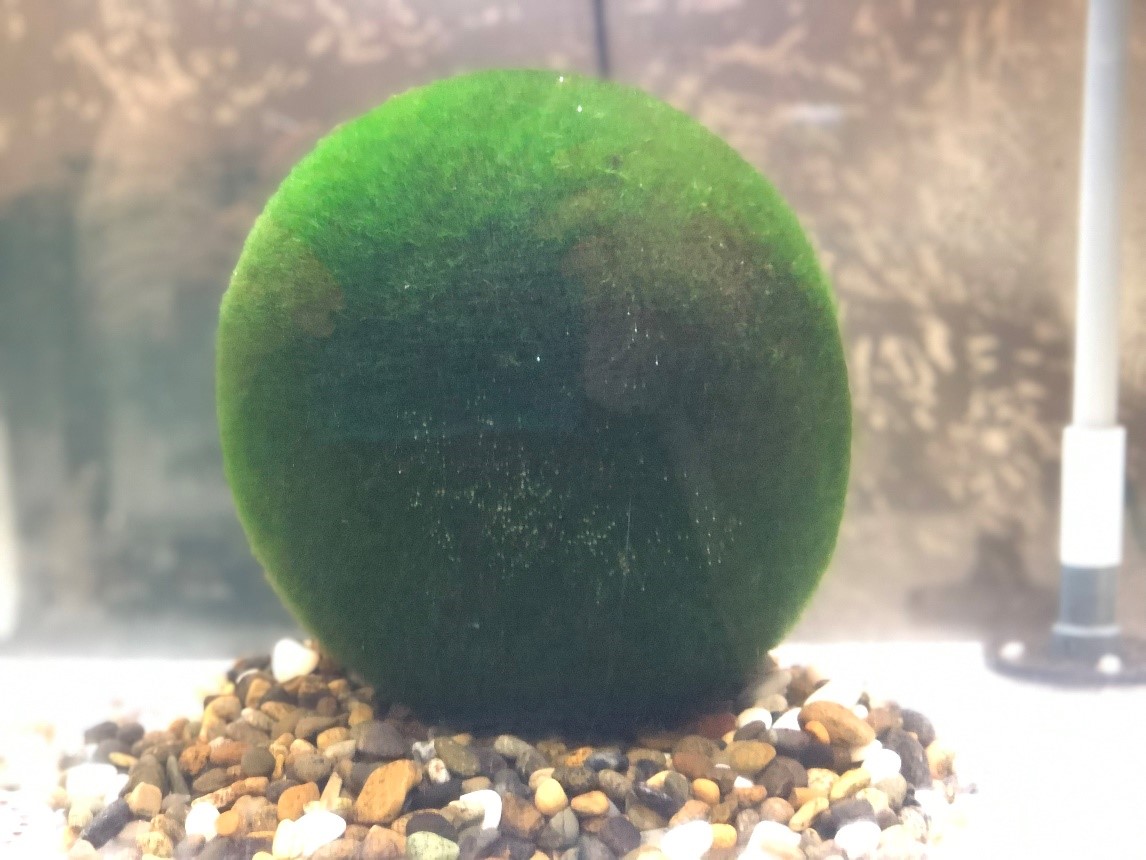 Tảo cầu Marimo - Trường Đại học Y khoa Tokyo Việt Nam