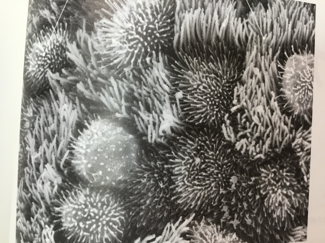 VAI TRÒ CỦA LÔNG MAO TRONG PHẾ QUẢN - Trường Đại học Y khoa Tokyo Việt Nam